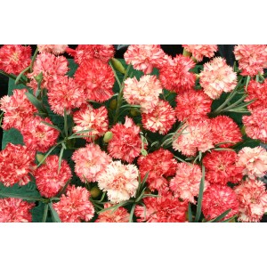 Dianthus caryophyllus 'Orange Ripple' | wholesale seeds and vegetative ...