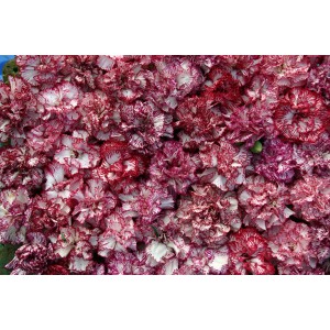 Dianthus caryophyllus 'Raspberry Ripple' | wholesale seeds and ...