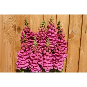 Digitalis hybrida 'Polkadot Princess' | wholesale seeds and vegetative ...