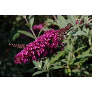 Buddleja 'Buzz Magenta' | wholesale seeds and vegetative breeding from ...